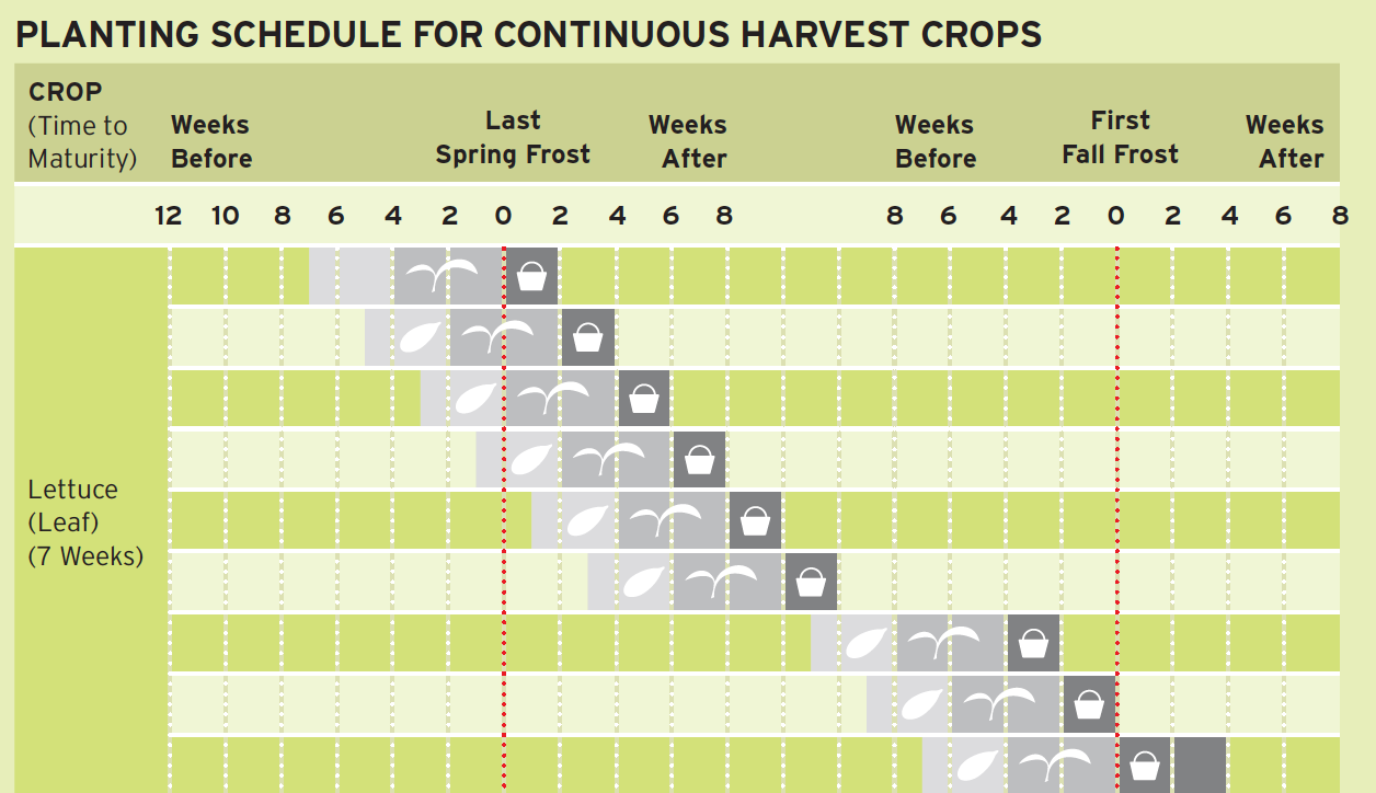 Continuous Harvest? It IS Possible. Here's How. - Square Foot Gardening