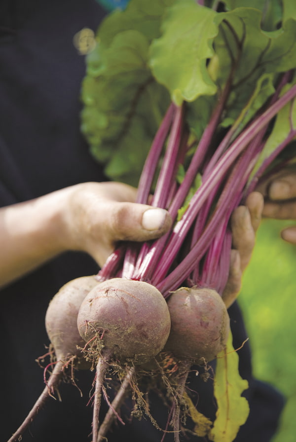 Vegetable of the Month – Get Sweet on Beets