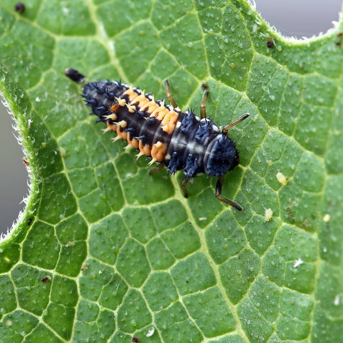 Your New Best Insect Friends in the Veggie Garden