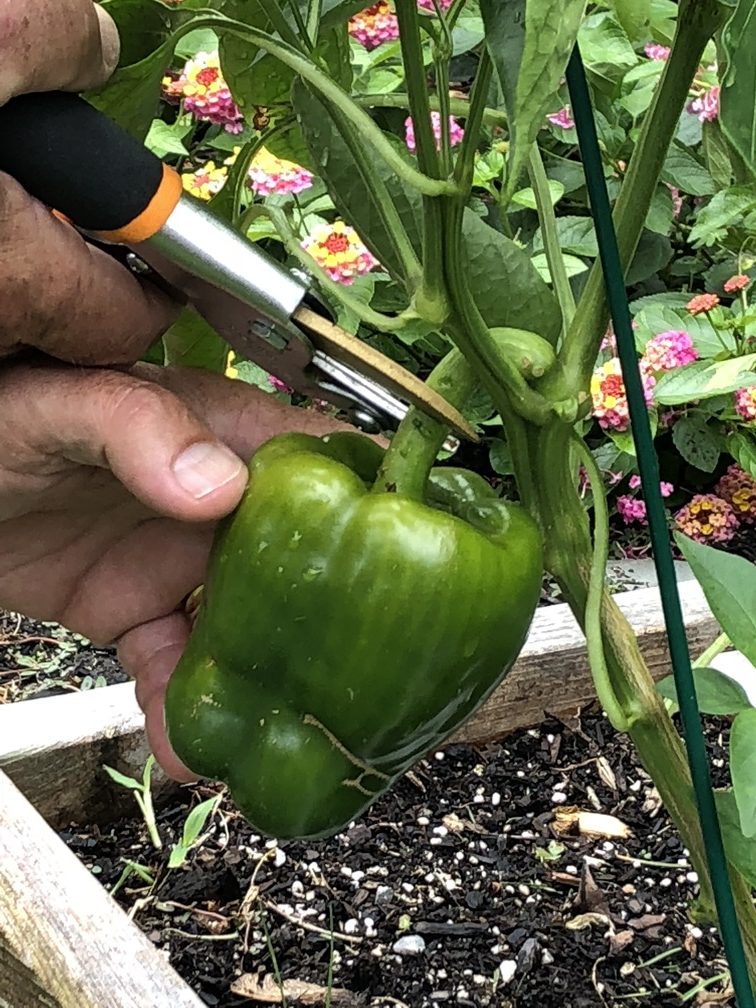 Pick a Peck: Versatile Peppers in Your SFG