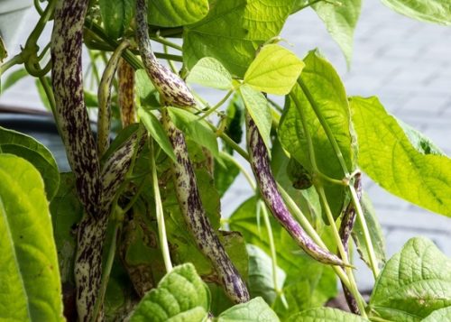Common Plant Diseases & How to Treat Them - Square Foot Gardening