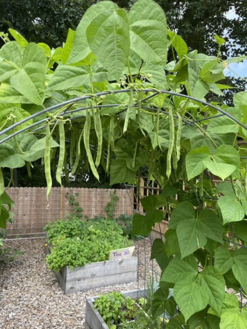 Keen on Green Beans? Grow Flavorful Vining and Bush Varieties