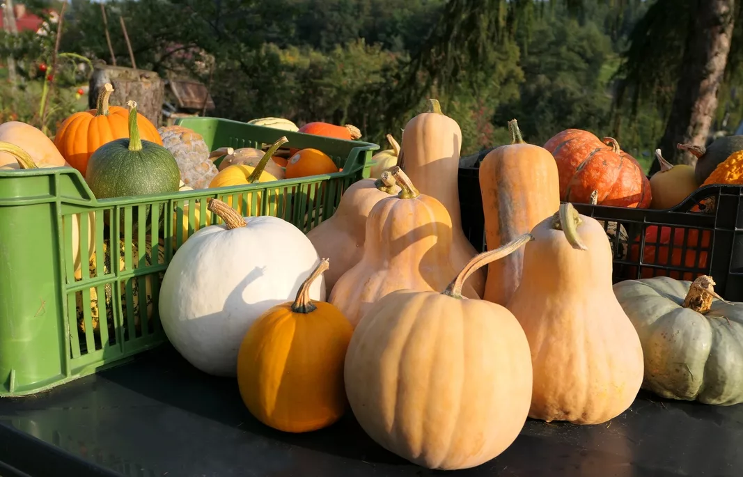 Long Term Storage of Your SFG Potatoes, Onions, Winter Squash