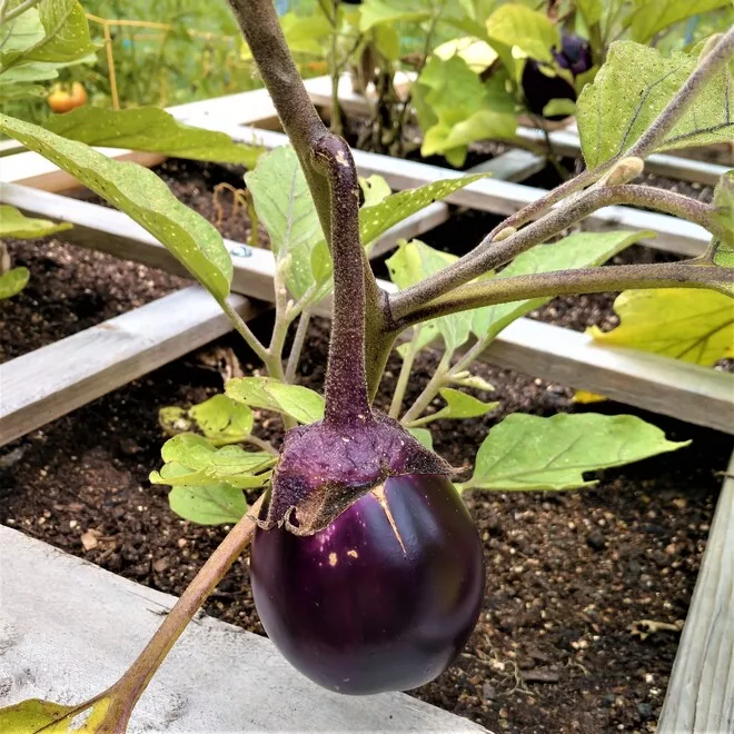 Podcasts - Square Foot Gardening