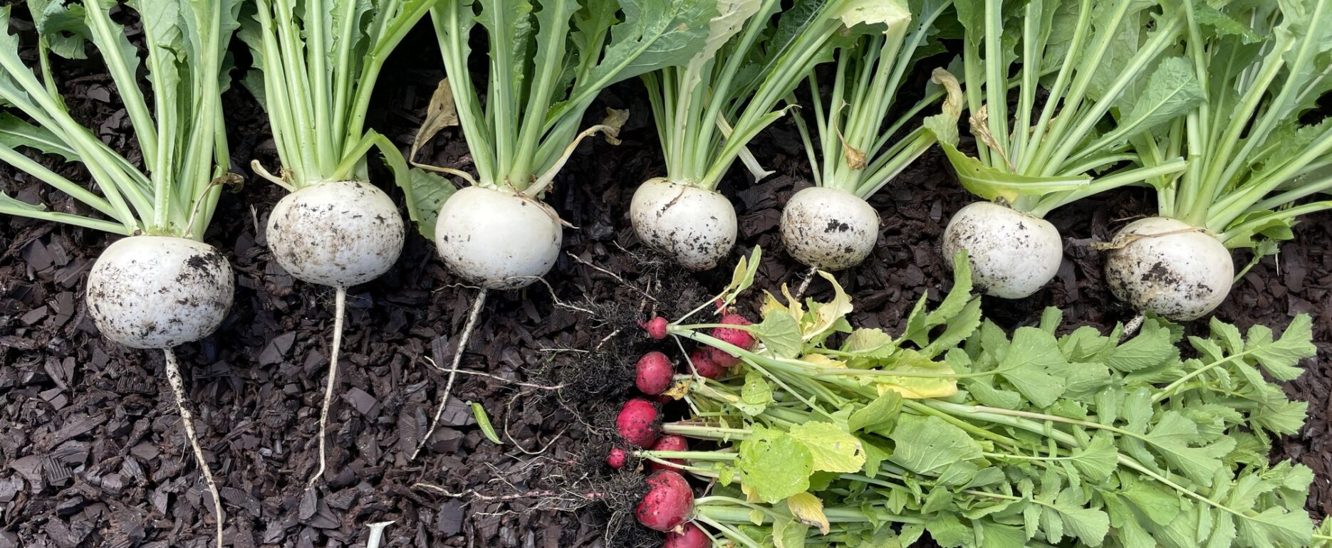 A Square Yard In The School Yard - Square Foot Gardening