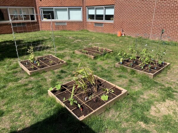 A Square Yard In The School Yard - Square Foot Gardening