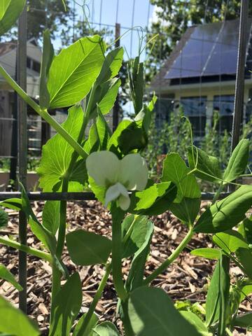 Growing Peas with the Best Square Foot Spacing - Square Foot Gardening