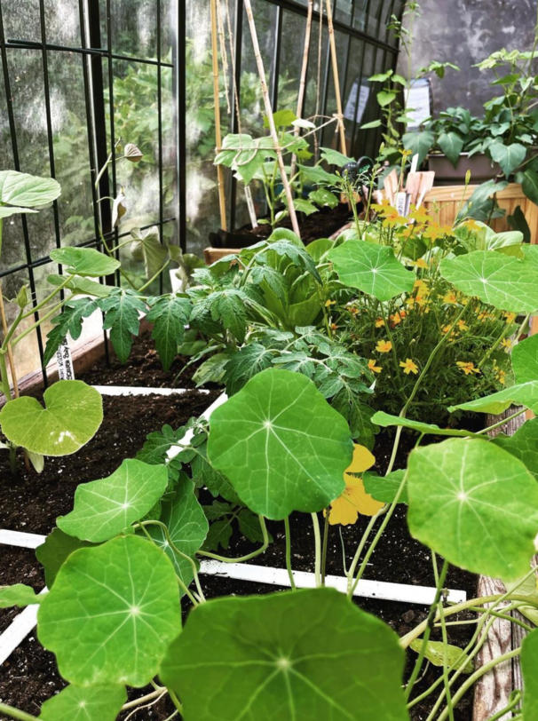 Managing Grasshoppers In The Square Foot Garden Square Foot Gardening 