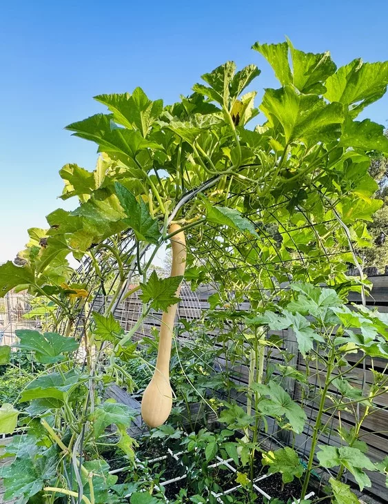 squash growing vertically