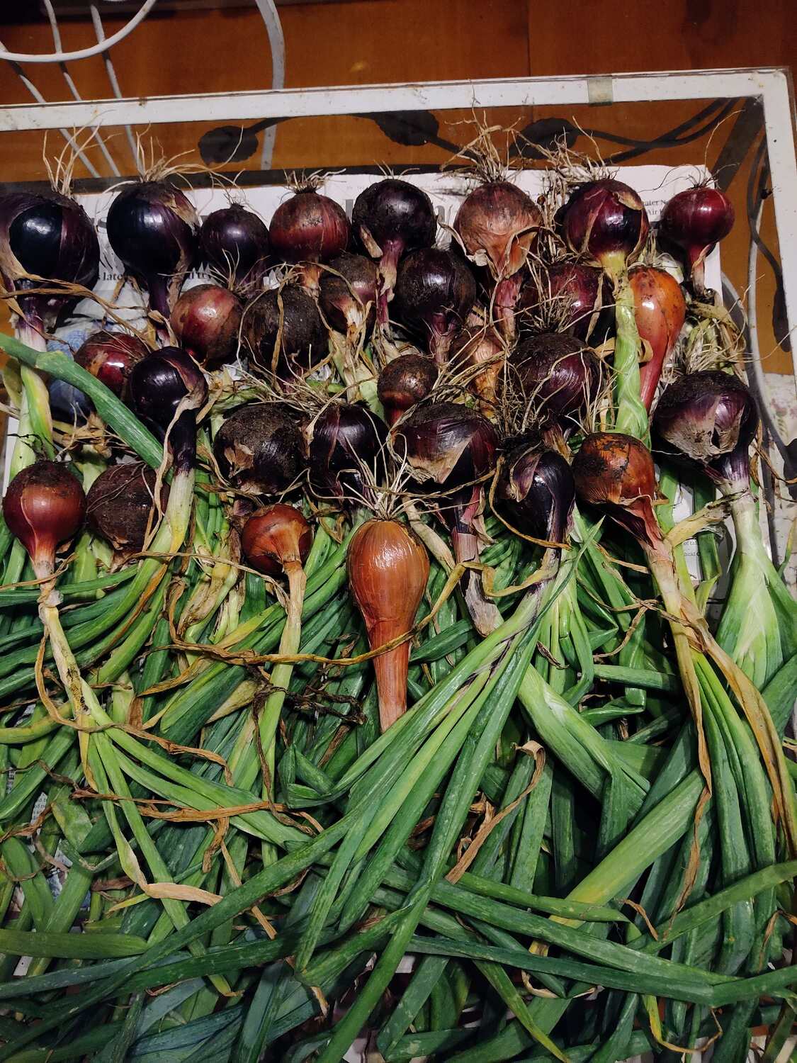 Eat the Broccoli Leaves! 9 Bonus Foods You're Already Growing. - Square ...