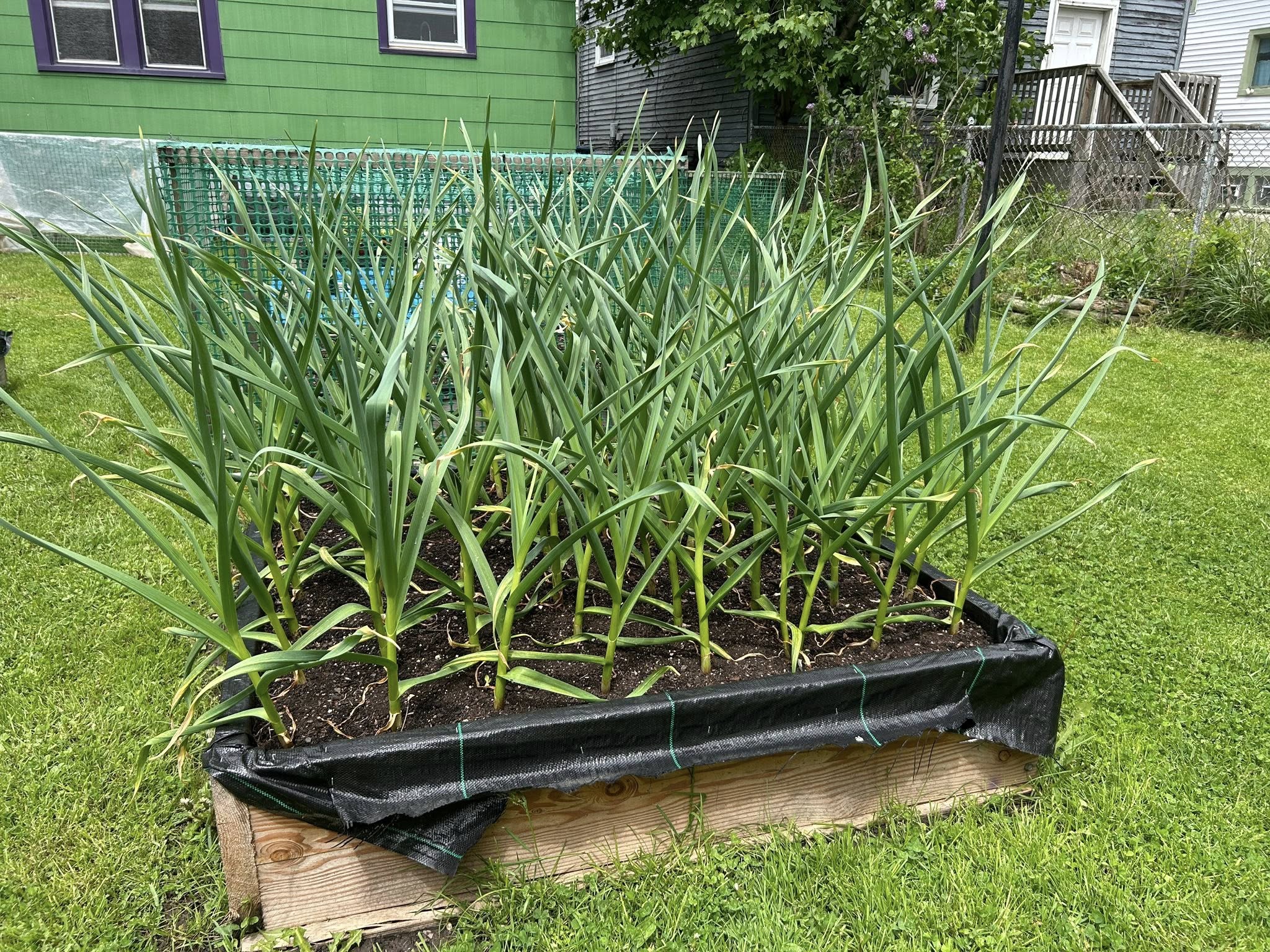 Garlic Planting Tips and Critter Protection